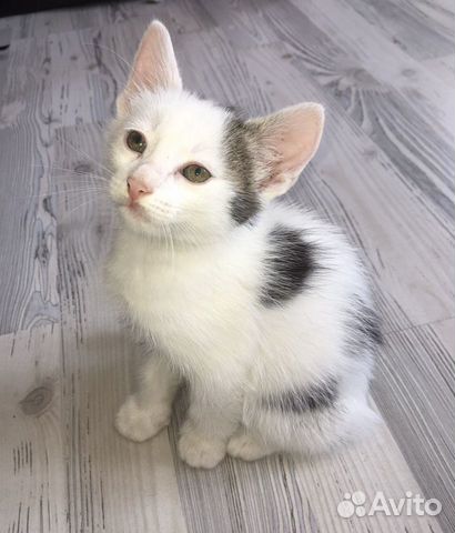 Котенок мальчик