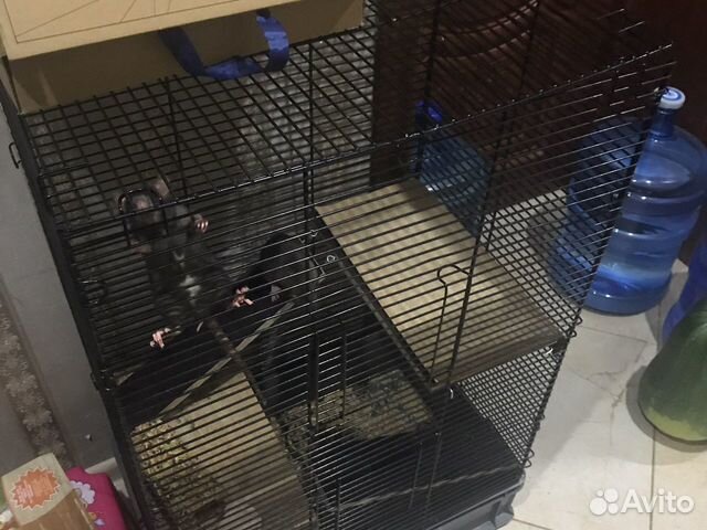 Крыски дамбо девочки