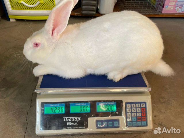 Самец Белый Панон