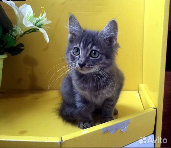 Нежная Малышка Тася 2 мес