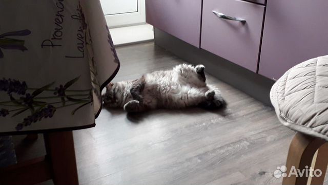 Кошка в дар