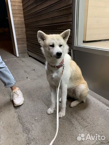 Найдена акитаИщу хозяев