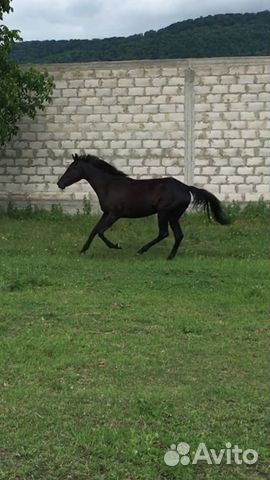 Чистокровная верховая
