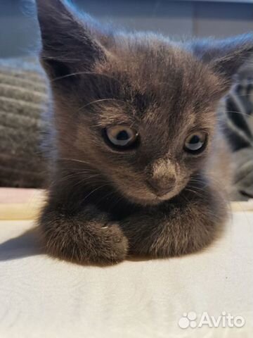 Котята русская голубая