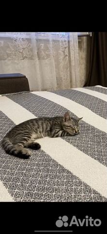 Котенок мальчик бесплатно