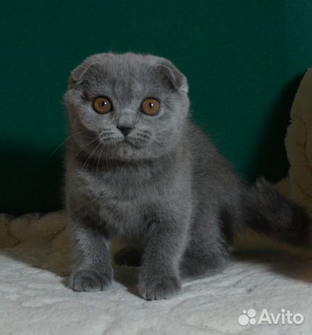 Девочка вислоушка