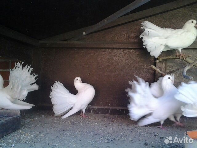 Продам голубей