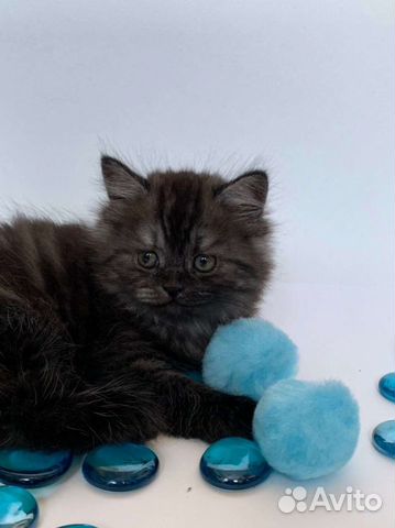 Британские котята