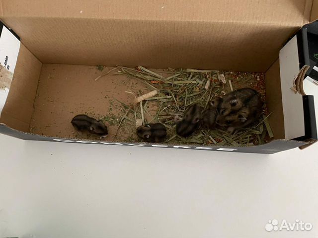 Малыши джунгарики