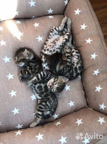 Бенгальские котята