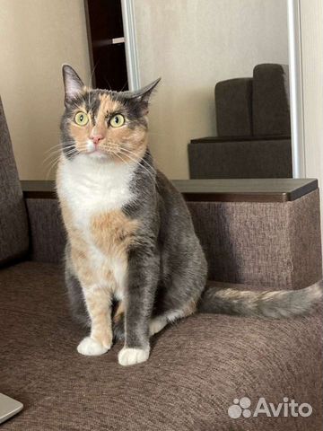 Кошка Марта 1.5 года
