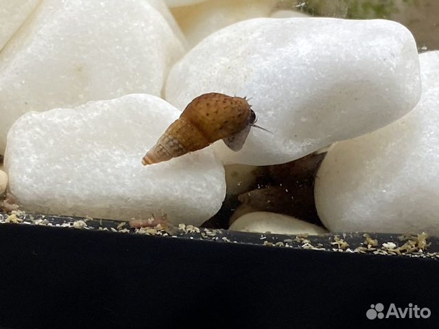 Улитки мелании