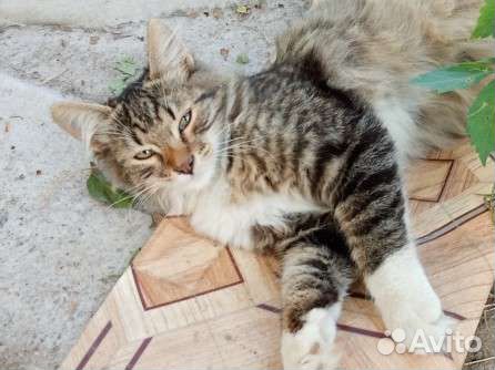 Отдам в добрые руки, котята потомственные охотники