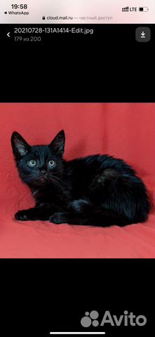 Котенок Тртр-тракторенок