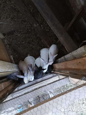 Кролики мясных пород
