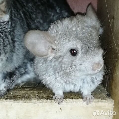 Шиншилленок, бежевый, 2 мес, мальчик