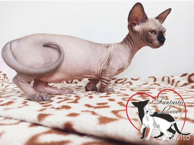 Сфинкс бамбино