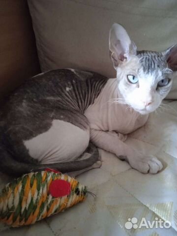 Донской сфинкс