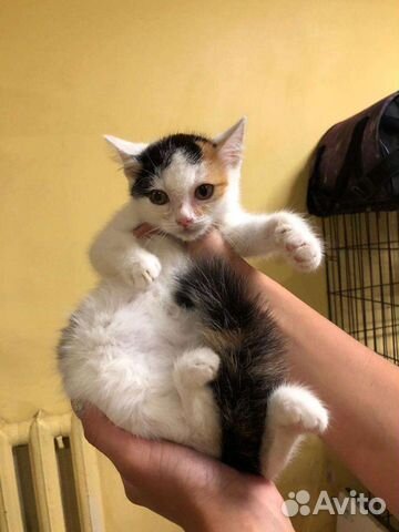 Трехцветный котенок