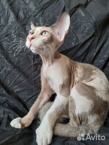 Кошечка сфинкс - браш
