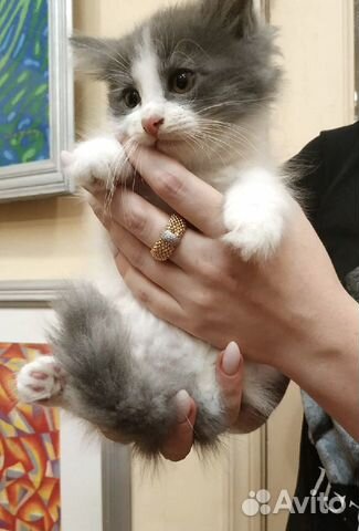 Котик Моисей в заботливые добрые руки