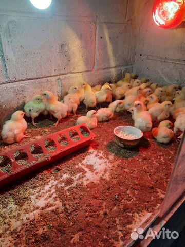 Цыпленок бройлера кобб 500