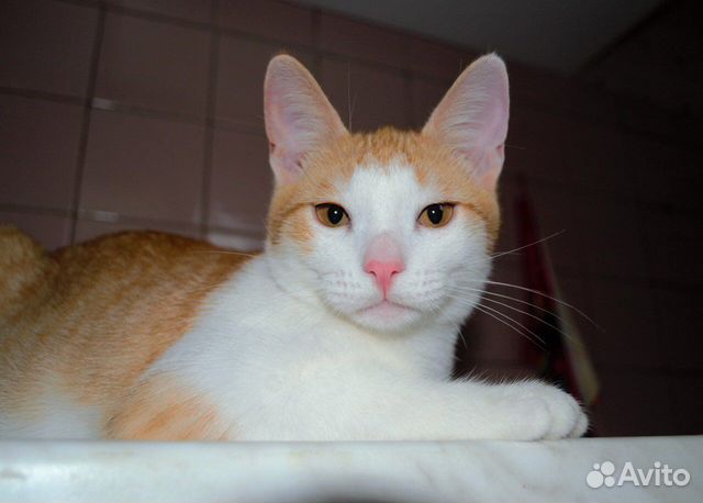 Рыжий котенок мальчик