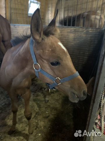 Ахалтекинская кобылка