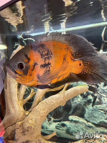 Аквариумные рыбки Астронотус