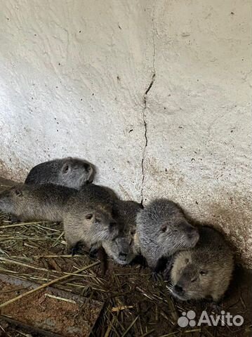 Продам нутрий