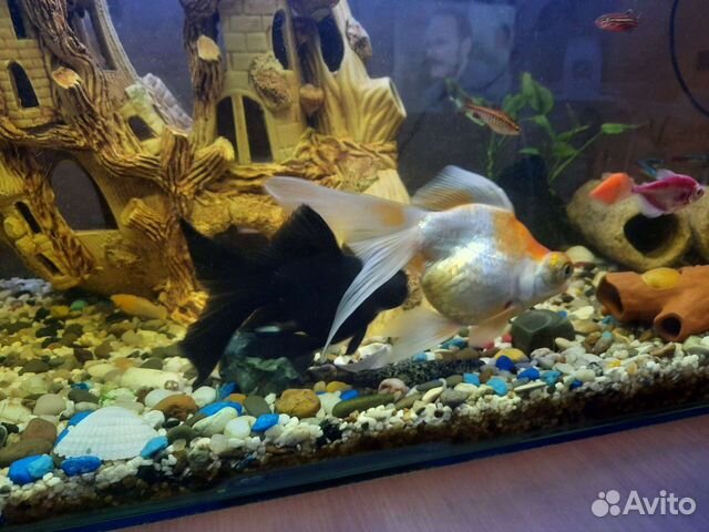 Два телескопа