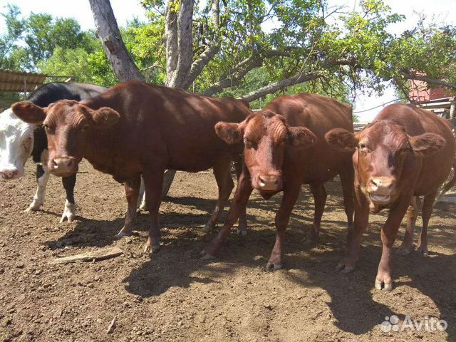 Коровы с телятами