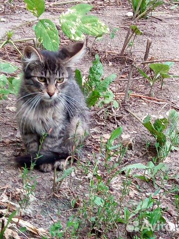 Котята от сибирской кошки