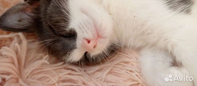 Котенок девочка в добрые руки