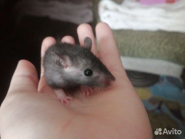 Крыски дамбо