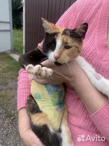 Ласковая трехцветка кошка Маша ищет добрые руки