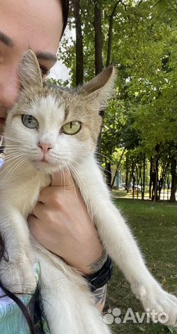 Кошка