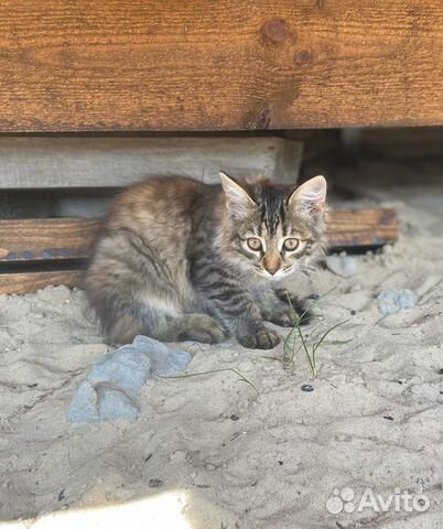 Котята отдам бесплатно