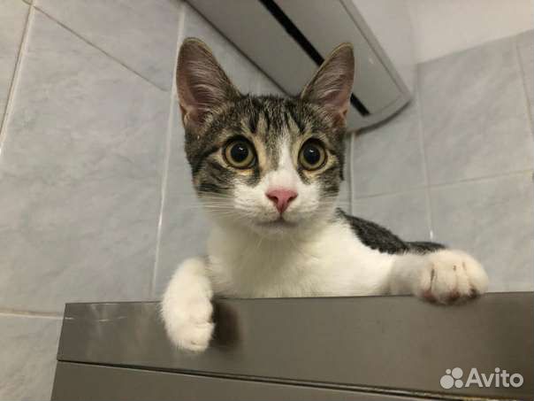 Котенок-подросток