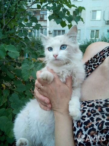 Кошечка породы регдолл