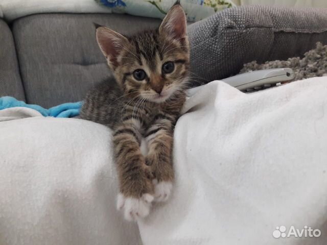 Котенок Тигра 2 в добрые руки