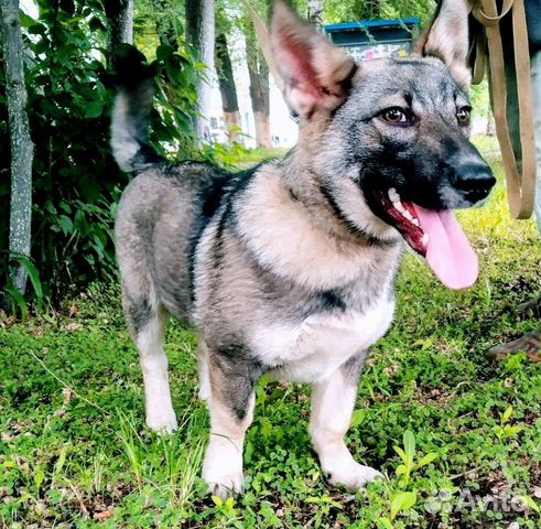 Фасончик корги