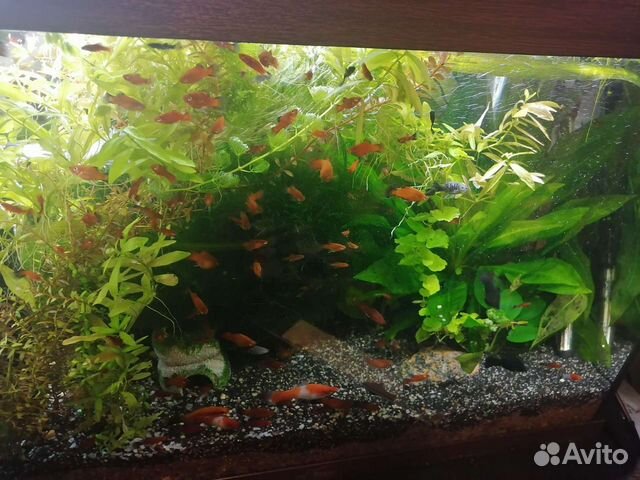 Аквариум