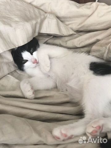 Котёнок в добрые руки