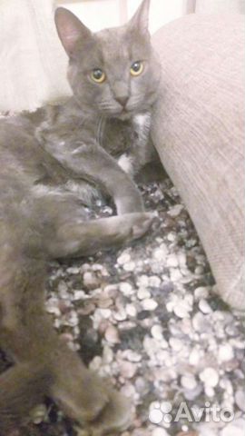Русский голубой котик
