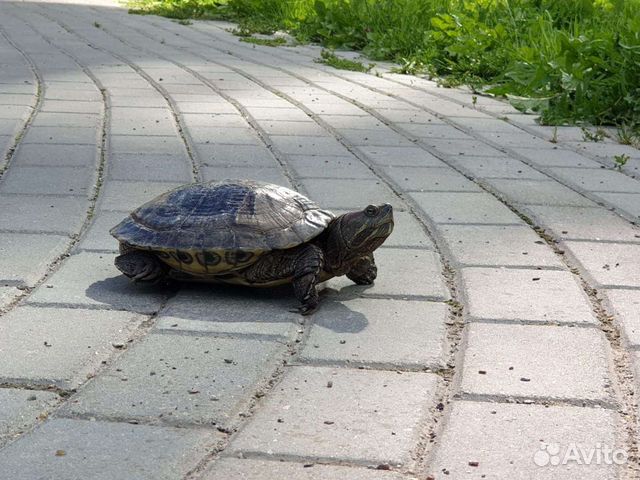 Найдена черепаха