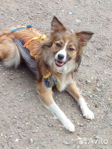 Мелкая собачка в добрые руки