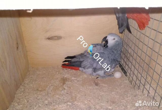 Самка серого попугая из пары