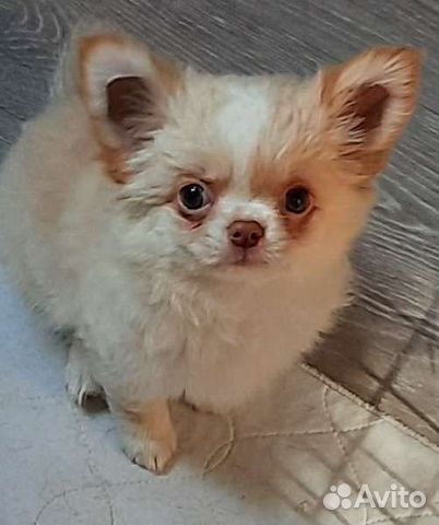 Шикарные сестренки чихуахуа