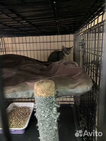 Котенок мальчик